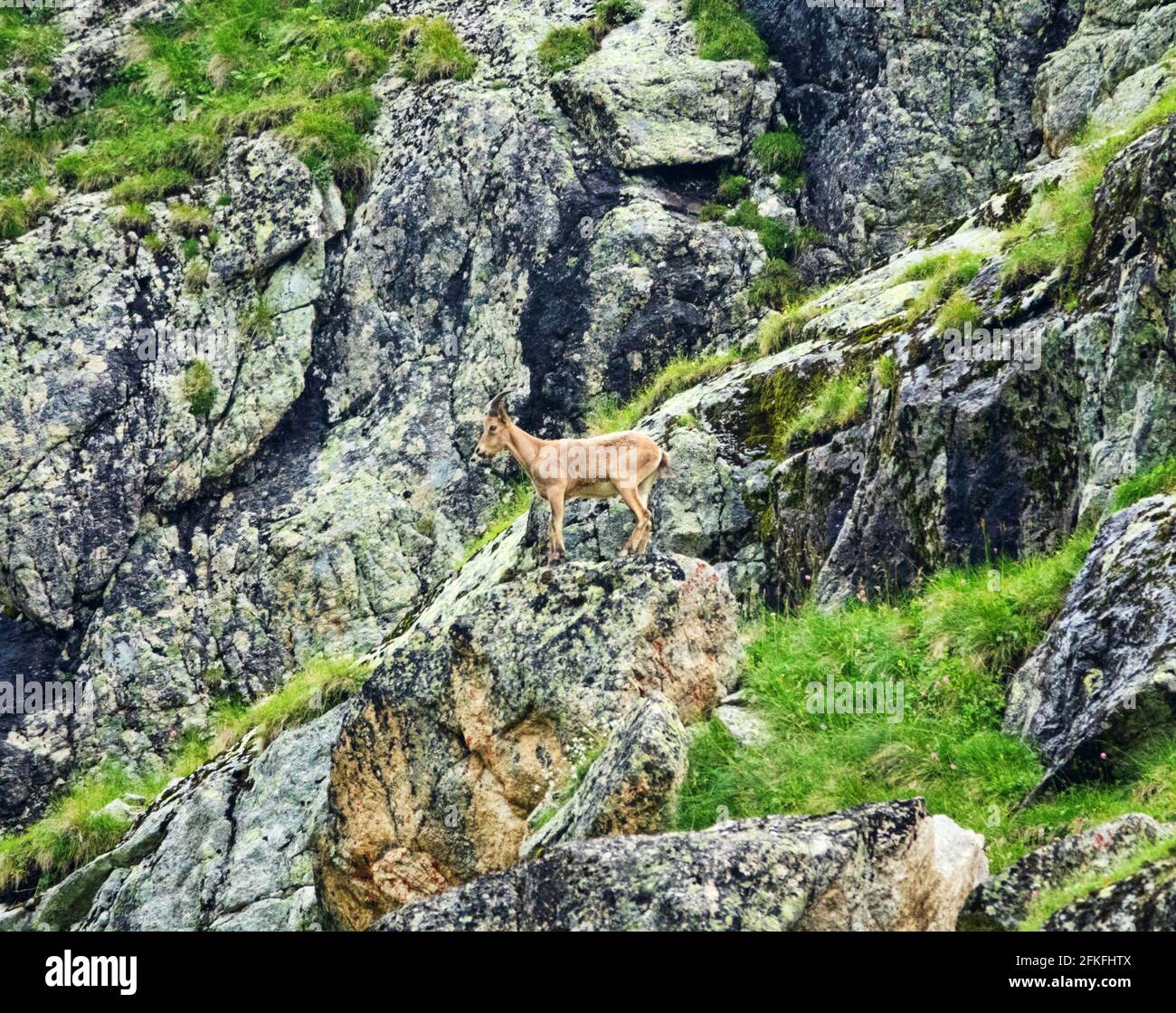 West caucasian tur hi-res stock photography and images - Alamy