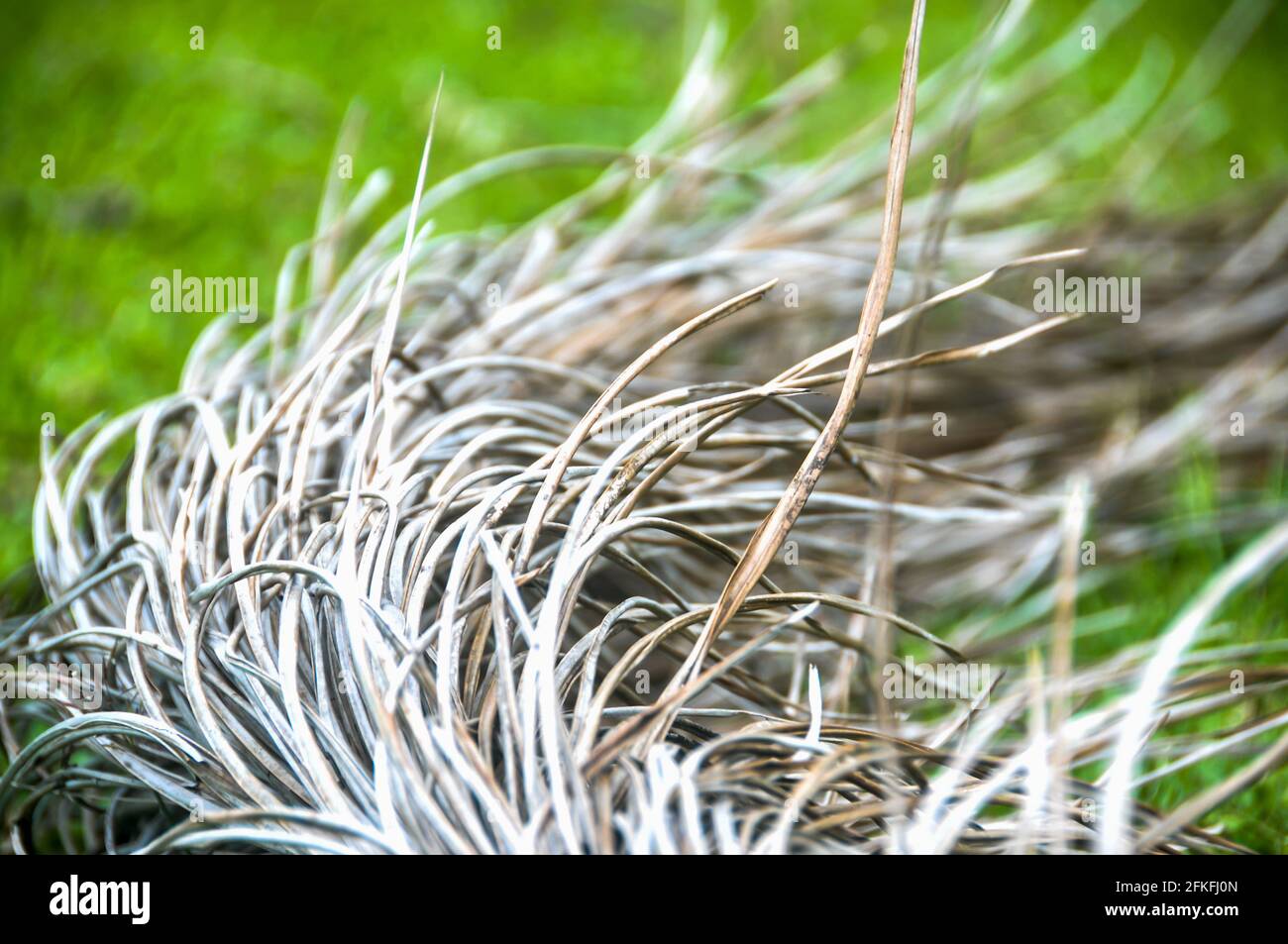 Dried palm leaves hi-res stock photography and images - Alamy