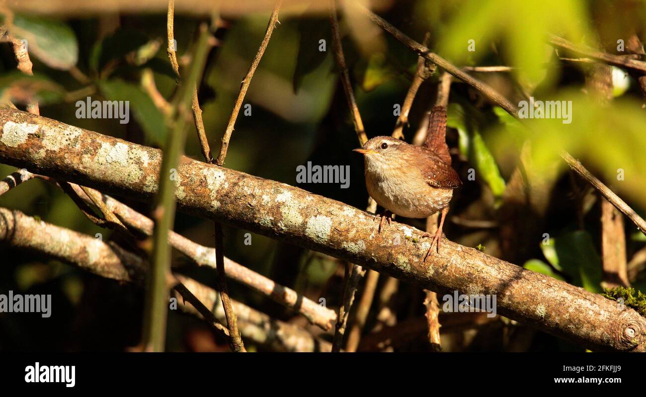 Wren bird ireland hi-res stock photography and images - Alamy