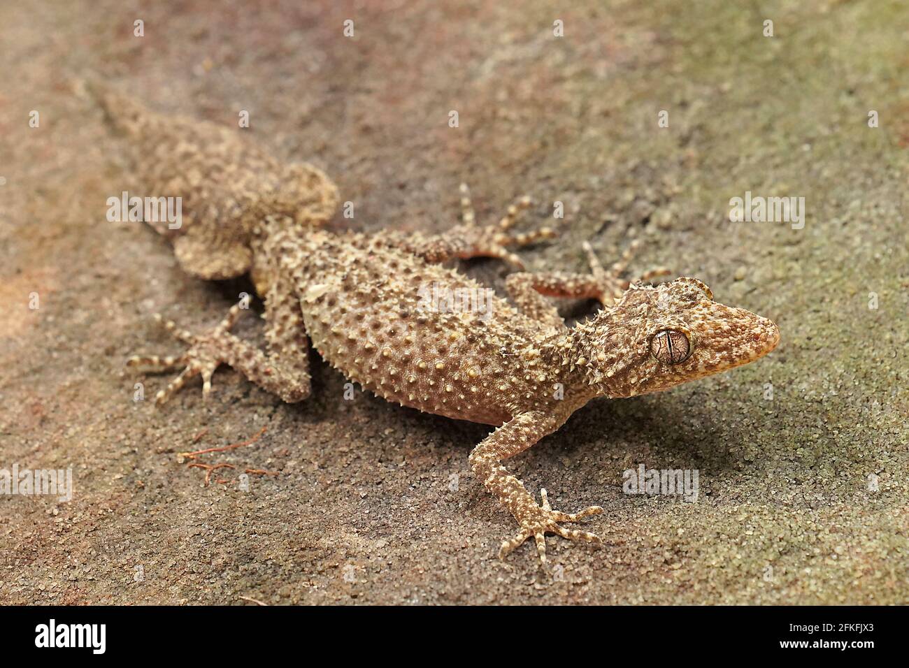 Leaf-tailed Gecko in Sydney, Australia Stock Photo - Alamy