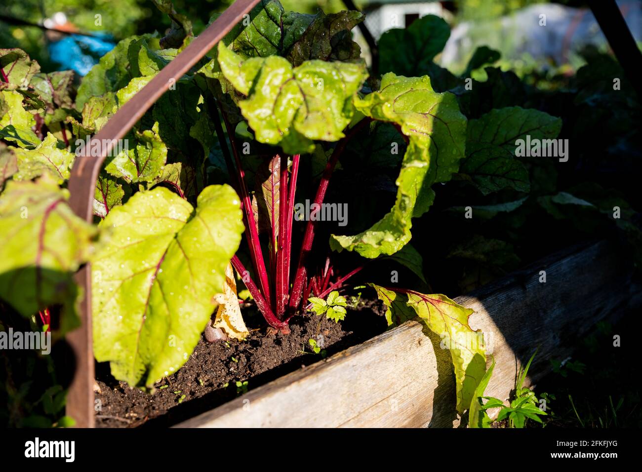 beetroot growing on the vegetable bed Stock Photo - Alamy