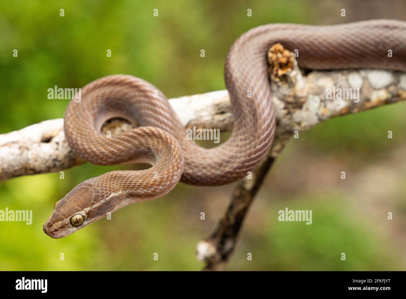 Brown House Snake in Tanzania Stock Photo - Alamy