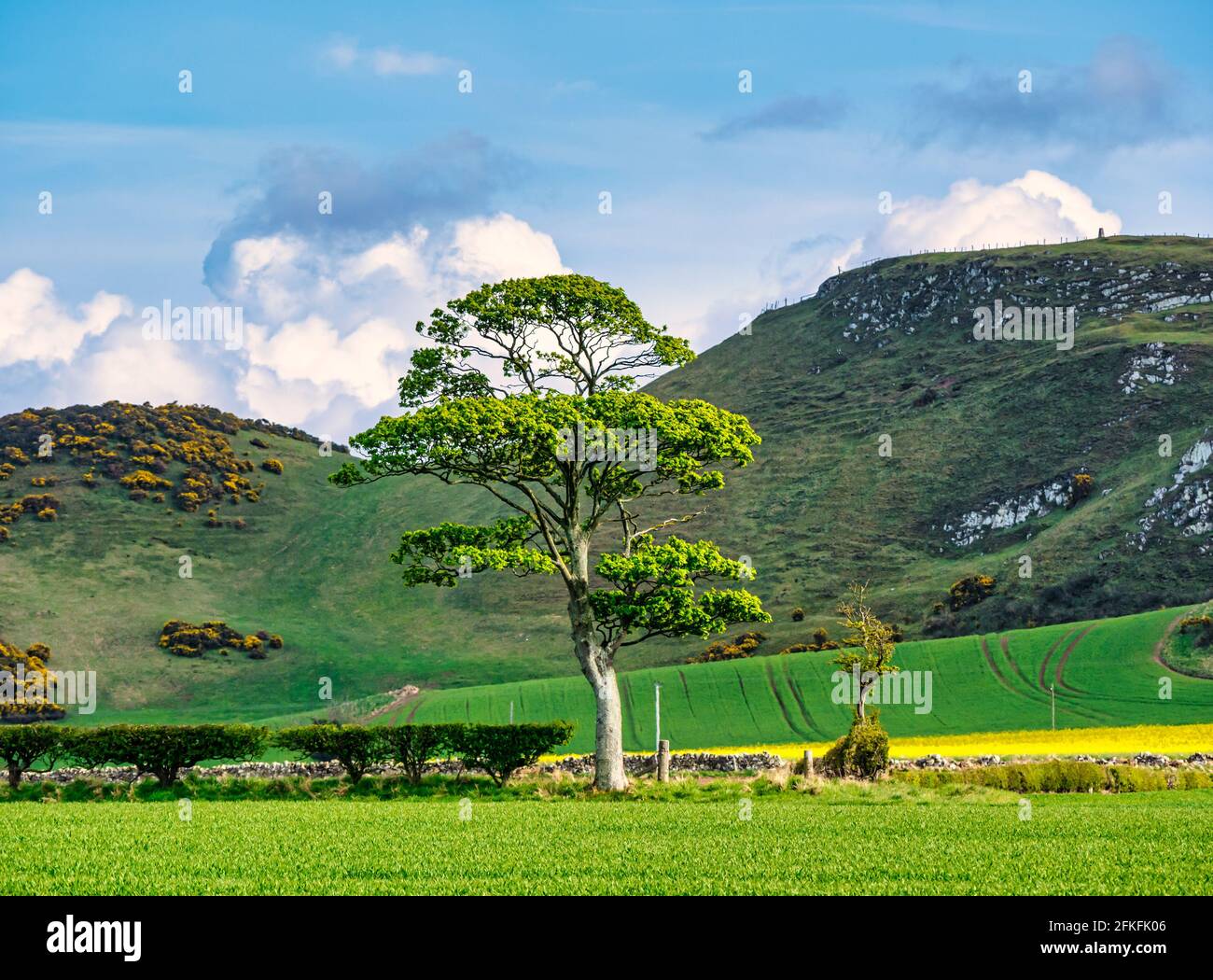 Sycamore tree spring hi-res stock photography and images - Alamy