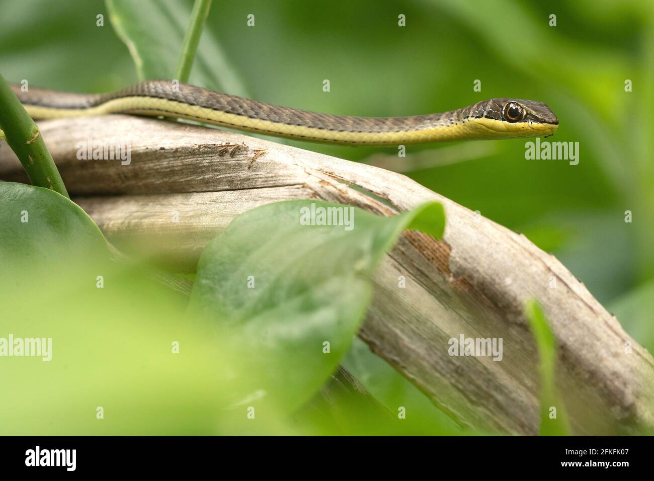 Stripe-bellied Sand Snake in Tanzania Stock Photo - Alamy