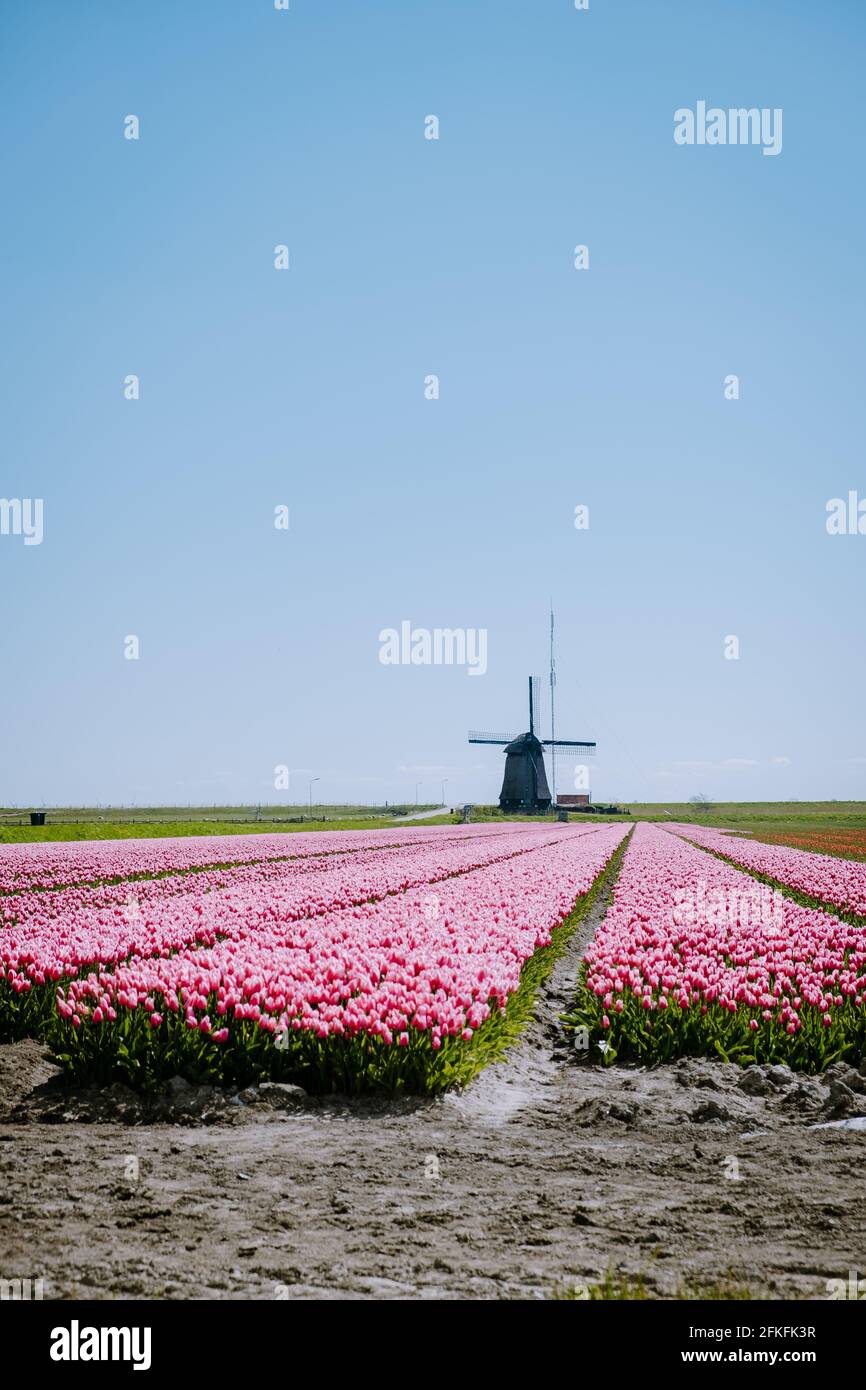 Tulip field in The Netherlands, colorful tulip fields in Flevoland ...