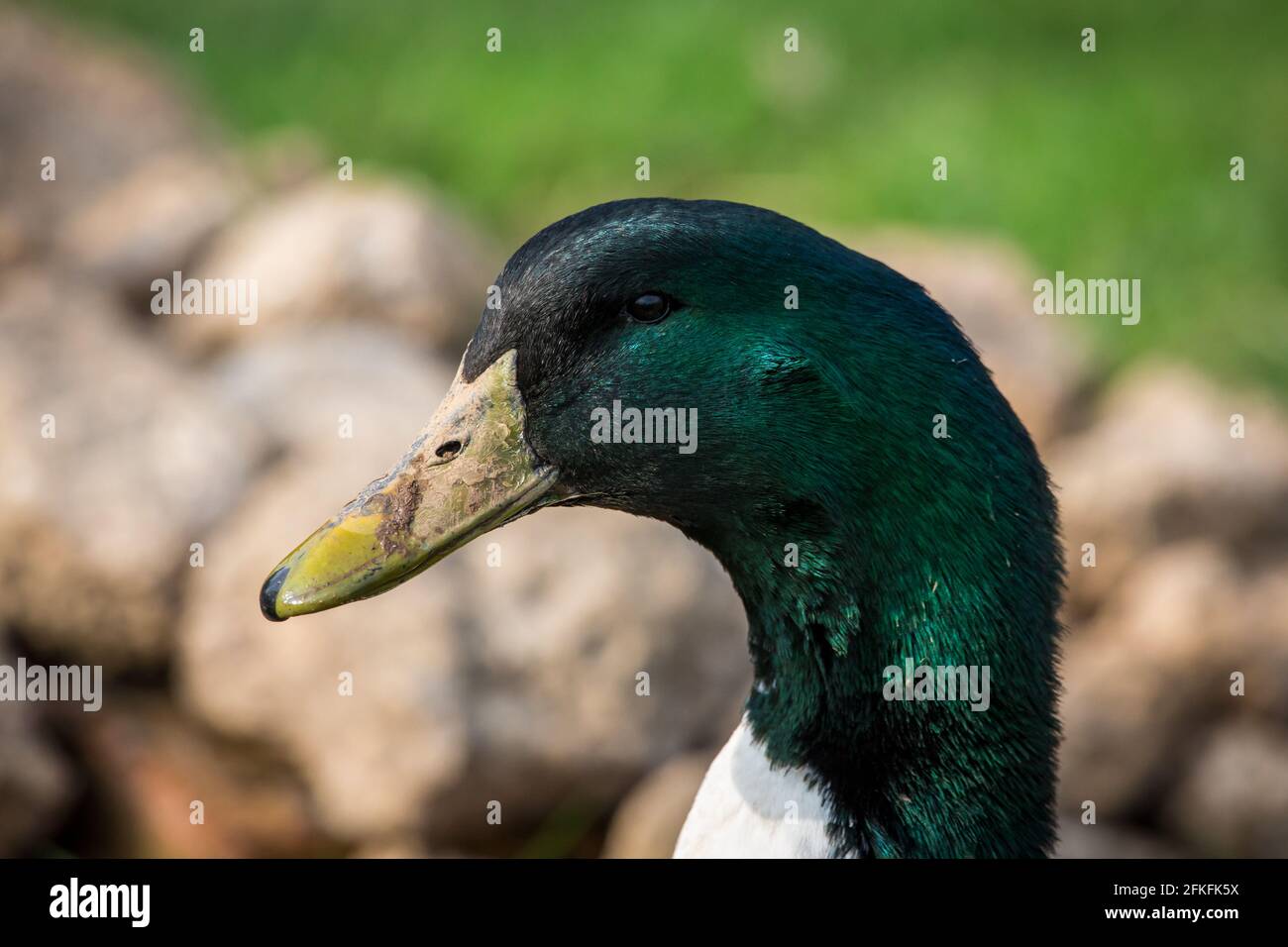 Male Pommeranian duck in the portrait, an endangered duck breed from ...