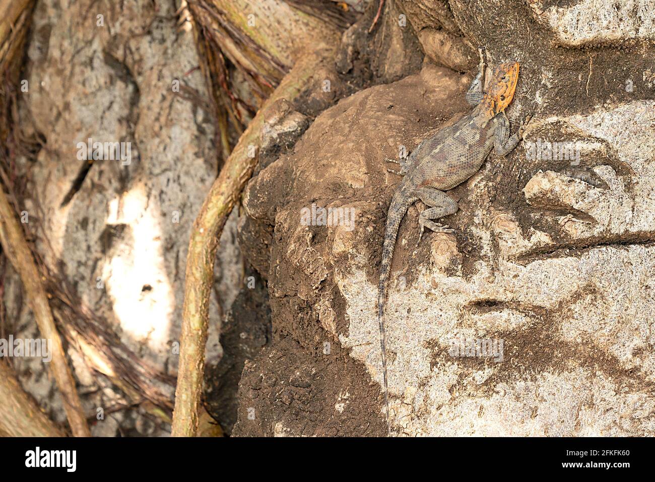 Female rock Agama Lizard on a Baobab in Tanzania Stock Photo - Alamy