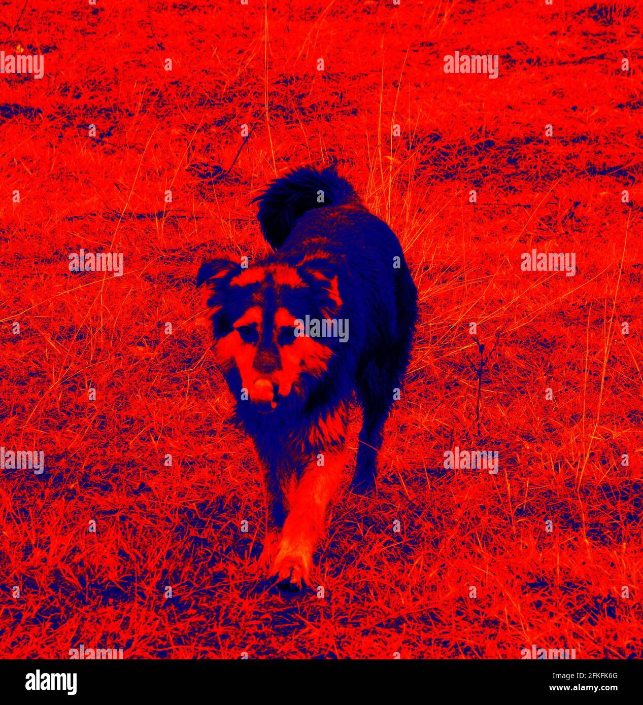 Dog in the fields. Scanning the animal's body temperature with a ...
