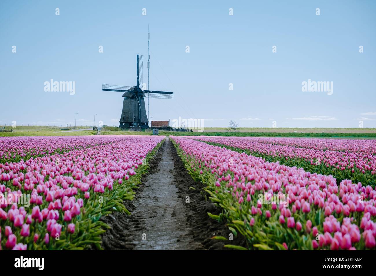 Tulip field in The Netherlands, colorful tulip fields in Flevoland ...
