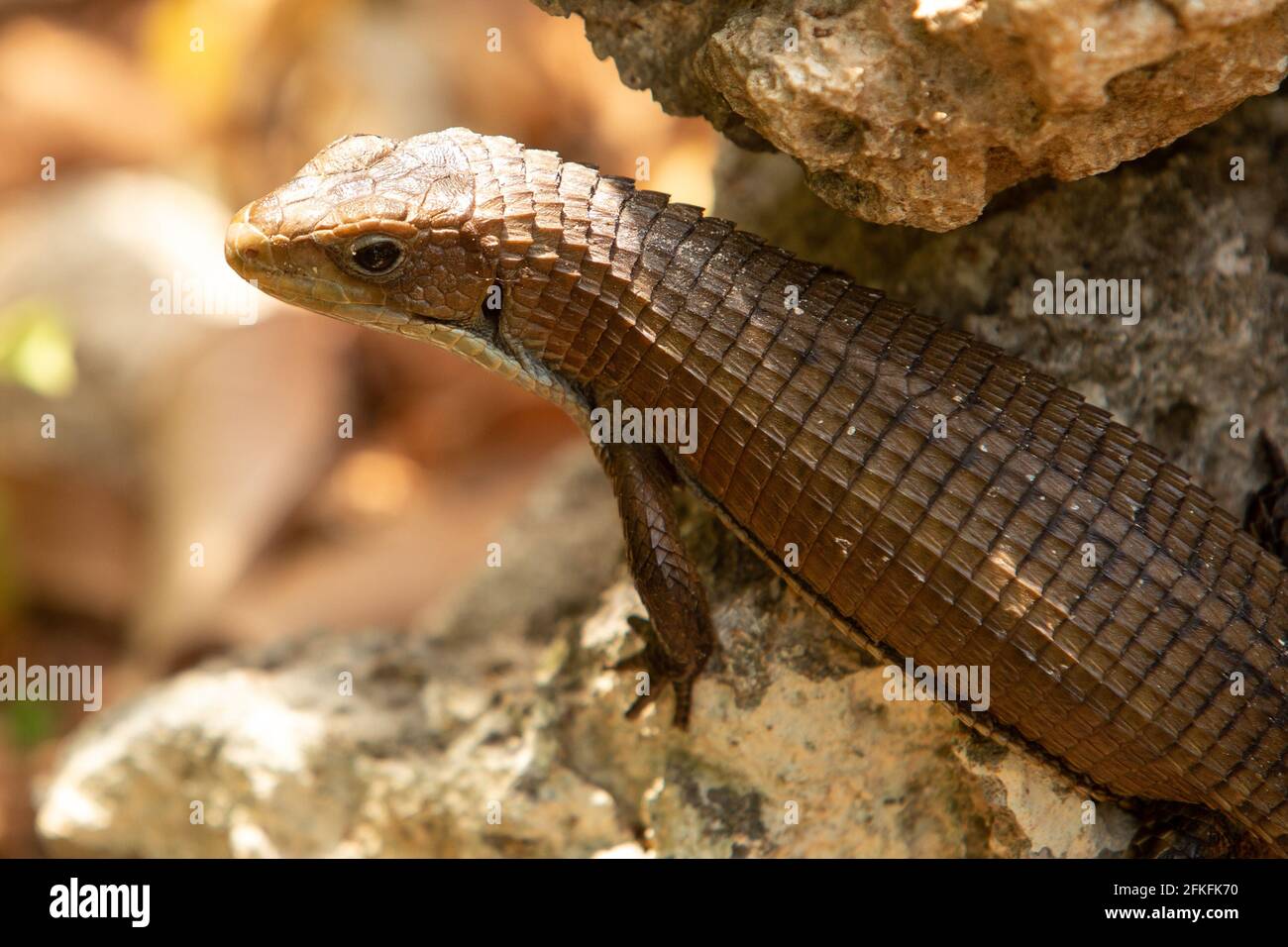 Ginat Plated Lizard in Zanzibar, Tanzania Stock Photo - Alamy