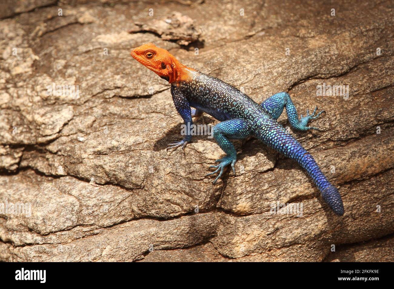 Male rock agama hi-res stock photography and images - Alamy