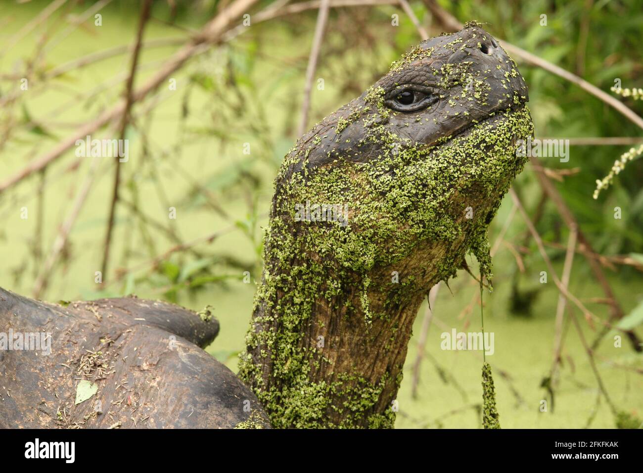 Giant land tortoise hi-res stock photography and images - Alamy