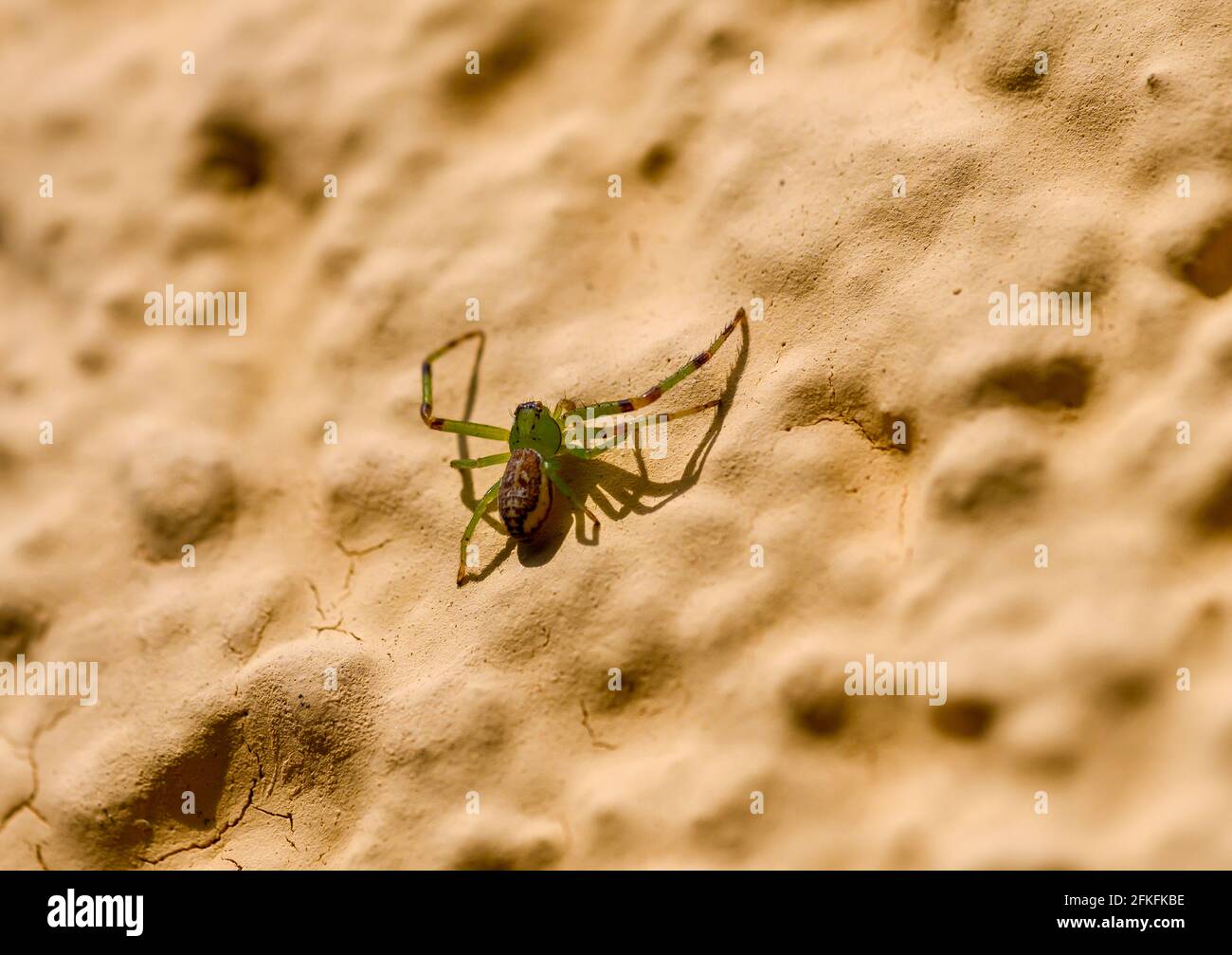 Soft focus of a green spider creeping on a white rock Stock Photo - Alamy