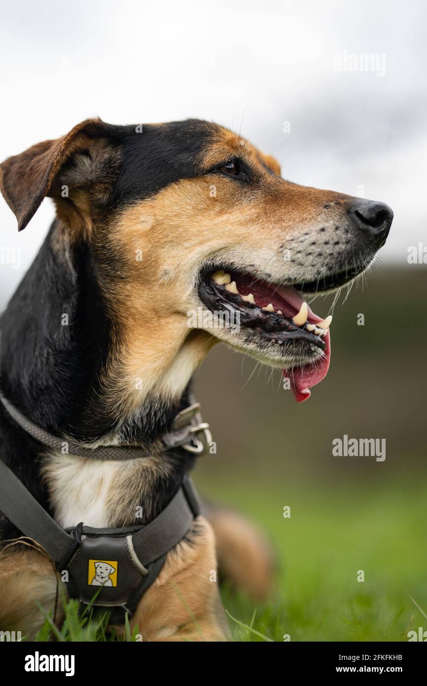 Are Huntaway Hypoallergenic