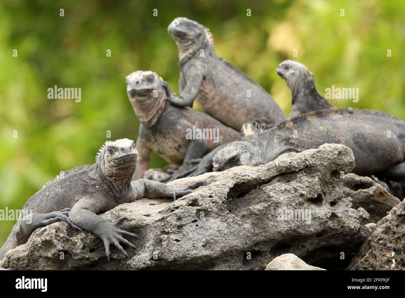 Marine Iguana in the Galapagos Islands, Equador Stock Photo - Alamy