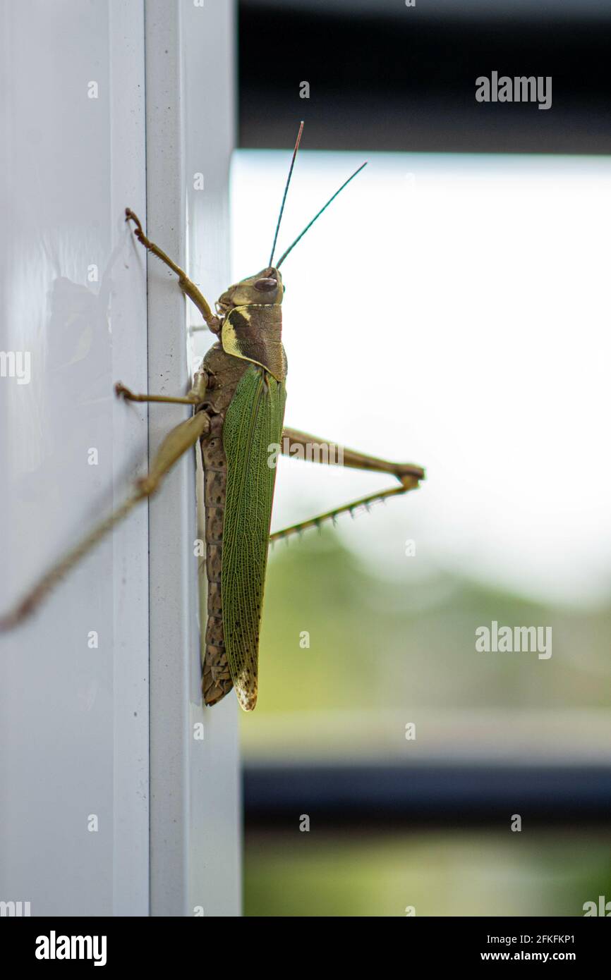 Locust face hi-res stock photography and images - Alamy