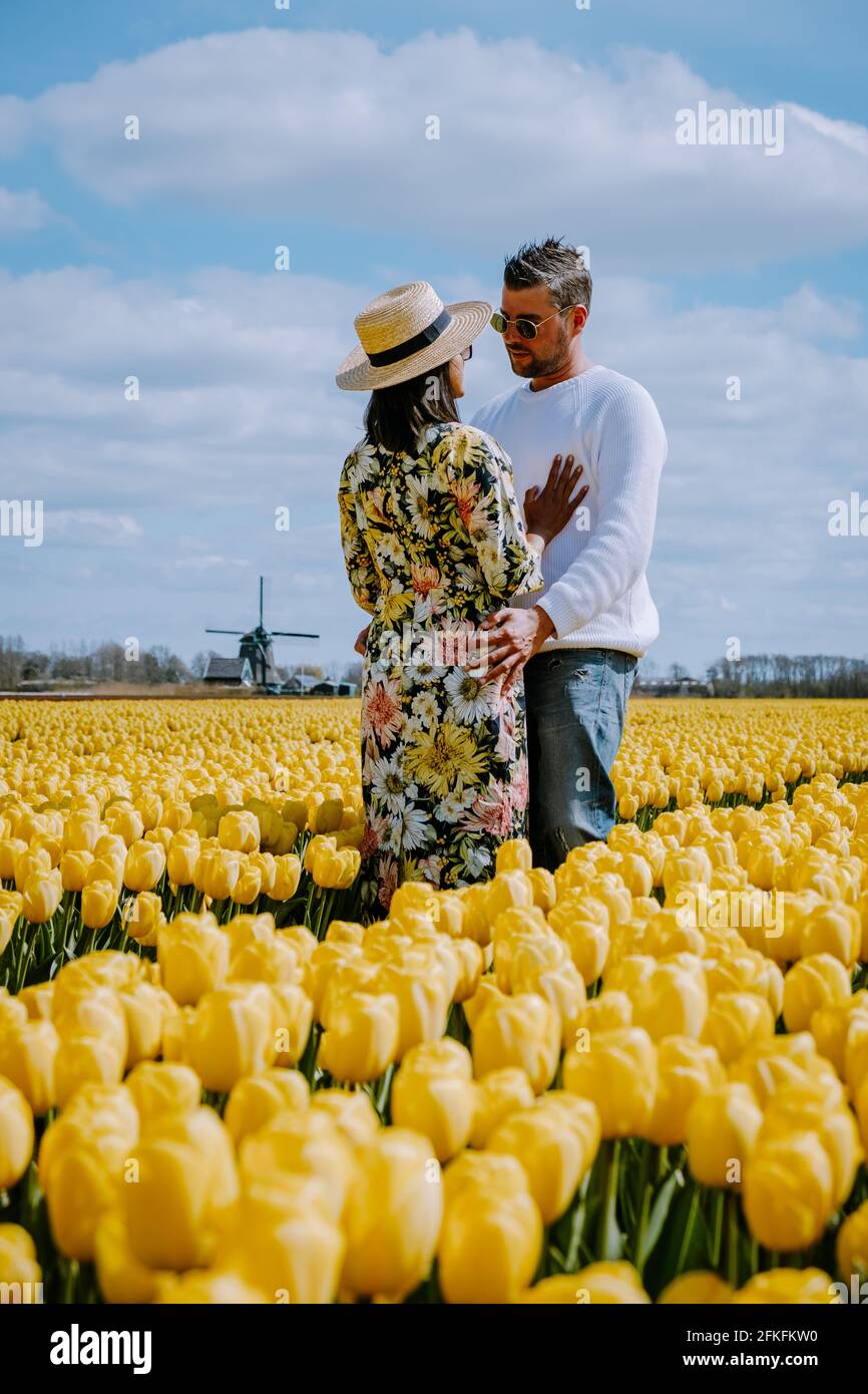 Tulip field in The Netherlands, colorful tulip fields in Flevoland ...