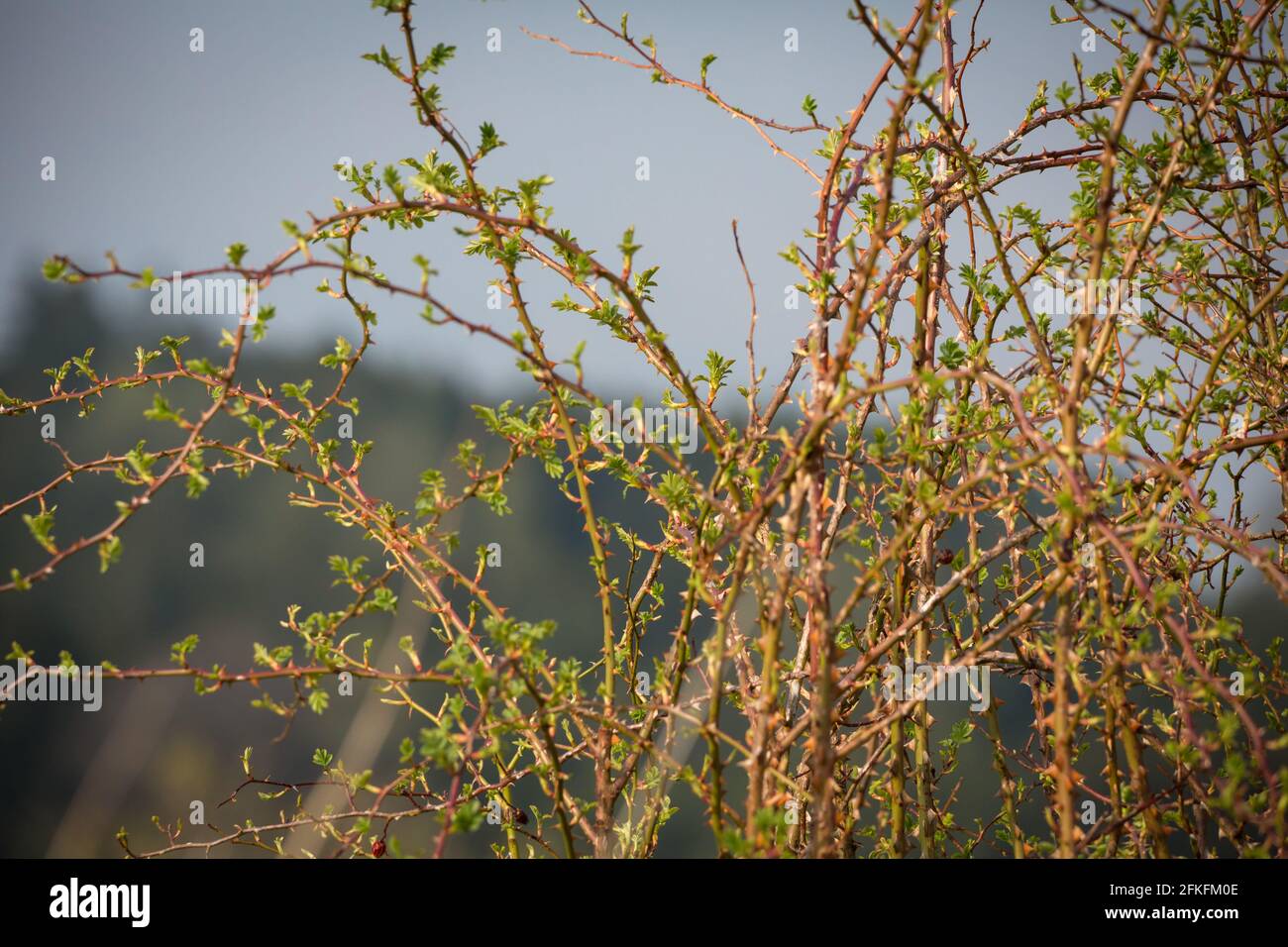 Wild bush with thorns Stock Photo - Alamy