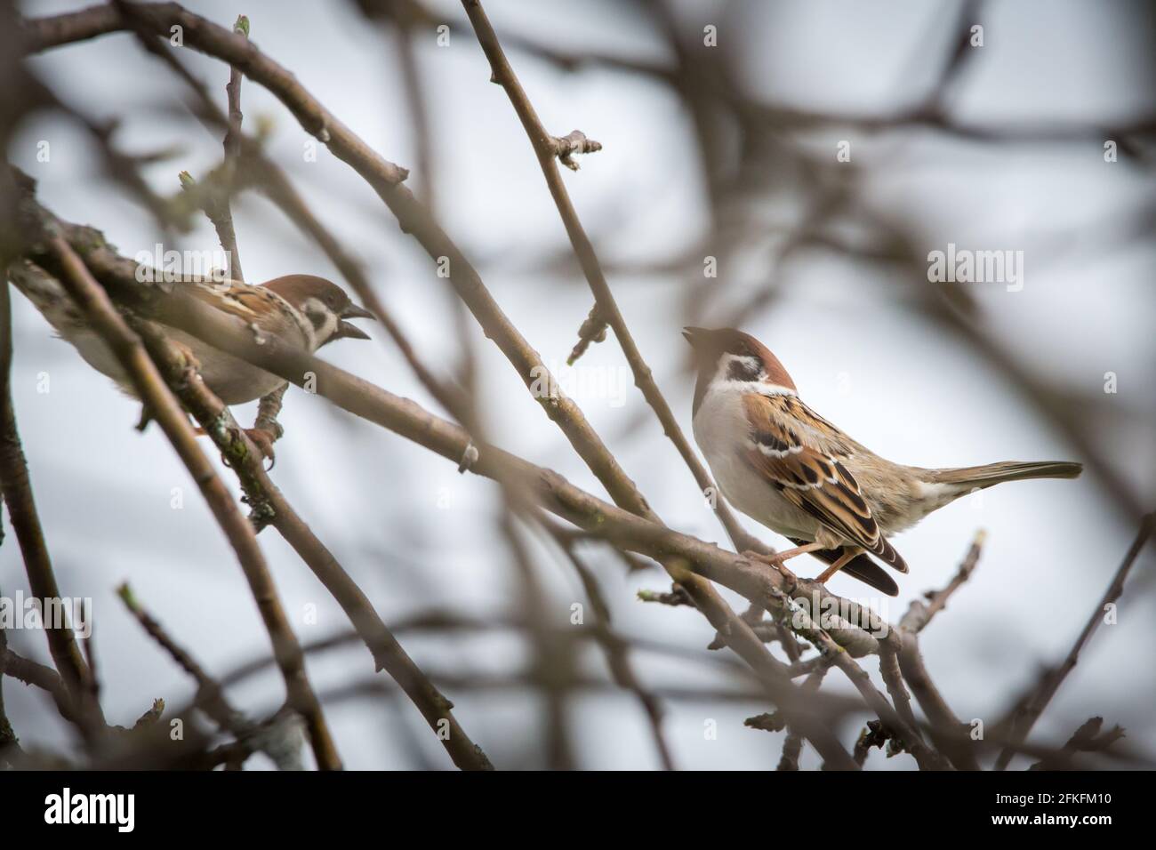 A pair of eurasian tree sparrows in branches (Passer montanus Stock ...