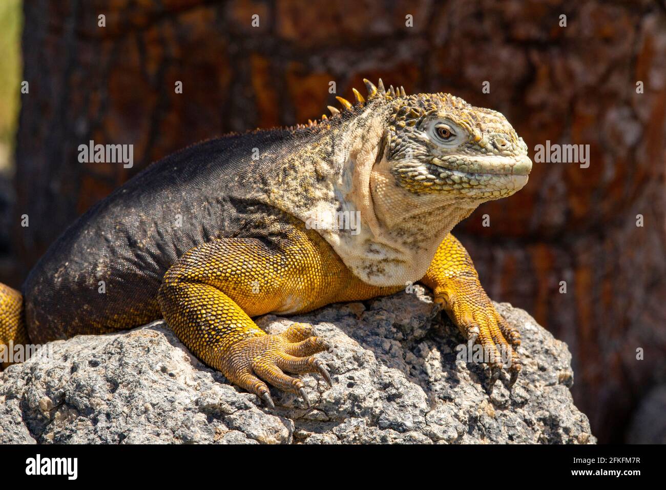 Land Iguana in the Galapagos Islands, Equador Stock Photo - Alamy