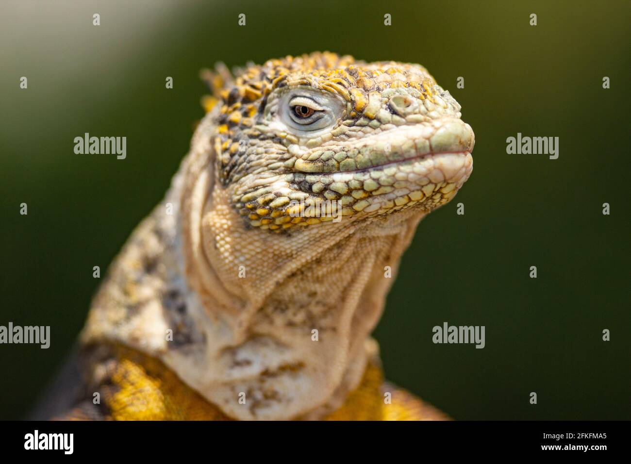 Land Iguana in the Galapagos Islands, Equador Stock Photo - Alamy