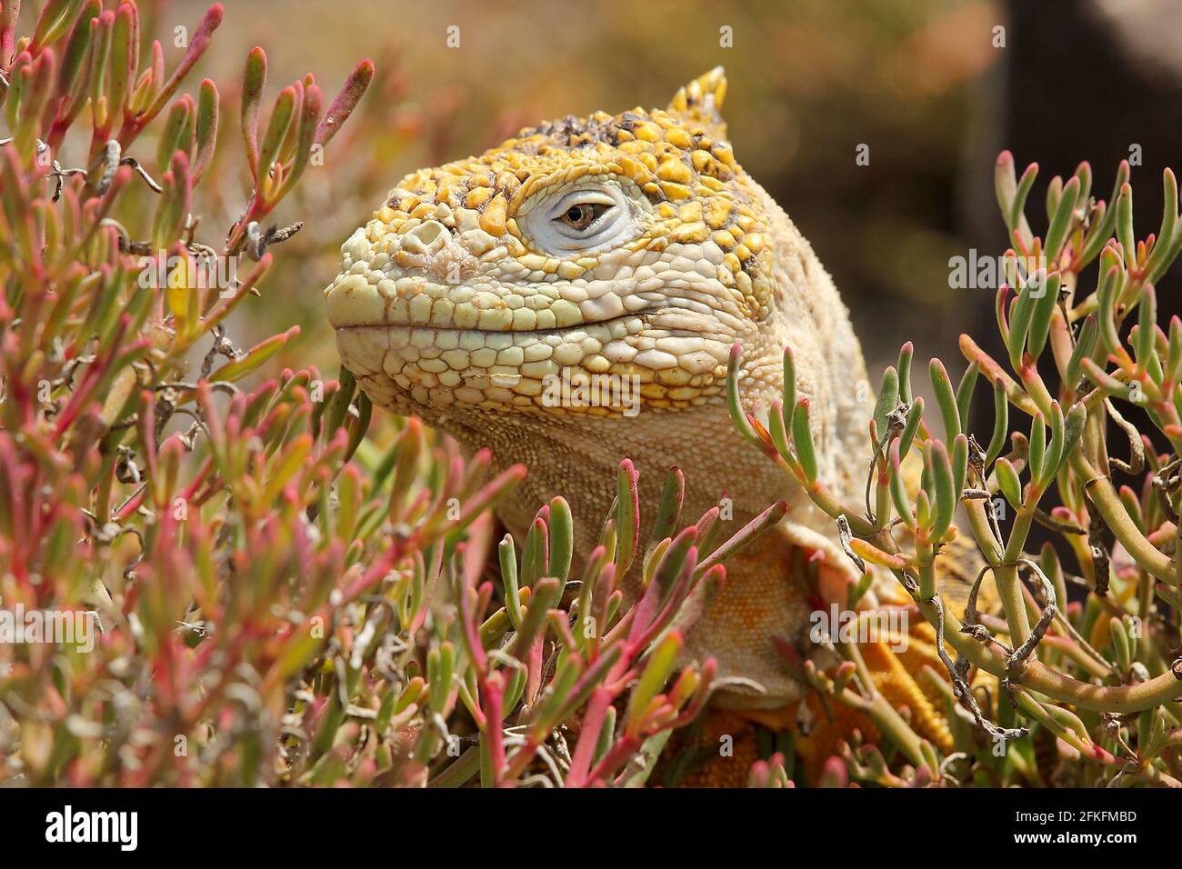 Land Iguana in the Galapagos Islands, Equador Stock Photo - Alamy