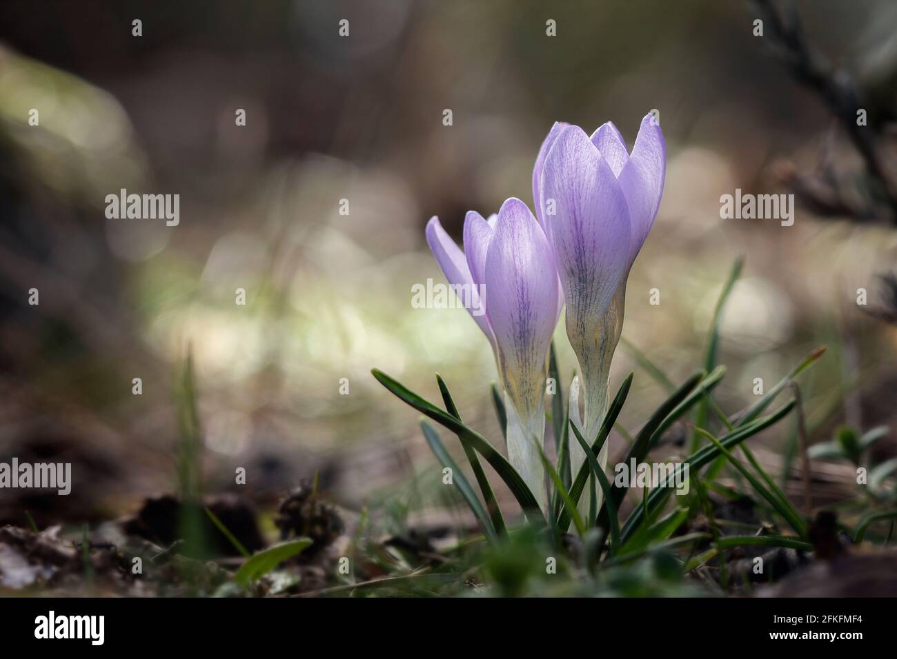 Flower of crocus carpetanus in the forest Stock Photo - Alamy