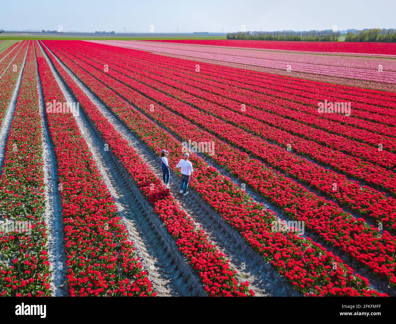 Tulip field in The Netherlands, colorful tulip fields in Flevoland ...
