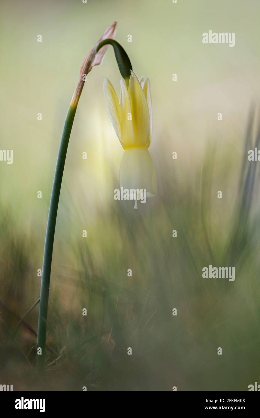 Angel's tears (Narcissus triandrus Stock Photo - Alamy