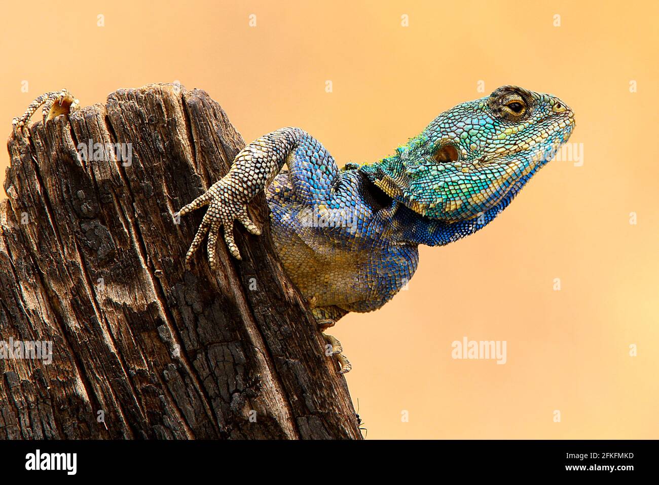 Blue headed tree lizard hi-res stock photography and images - Alamy