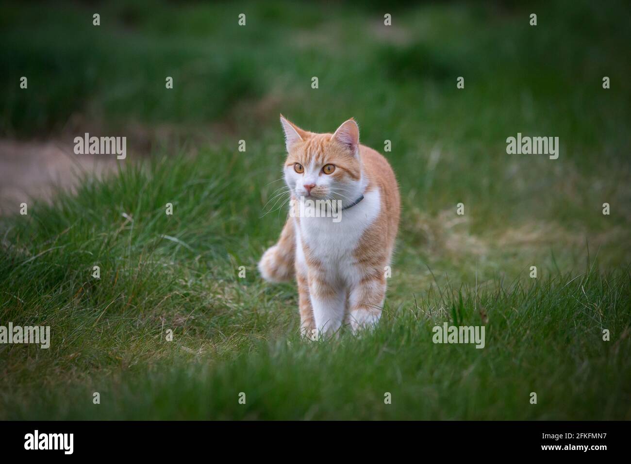 Red tabby tom-cat on the meadow Stock Photo - Alamy