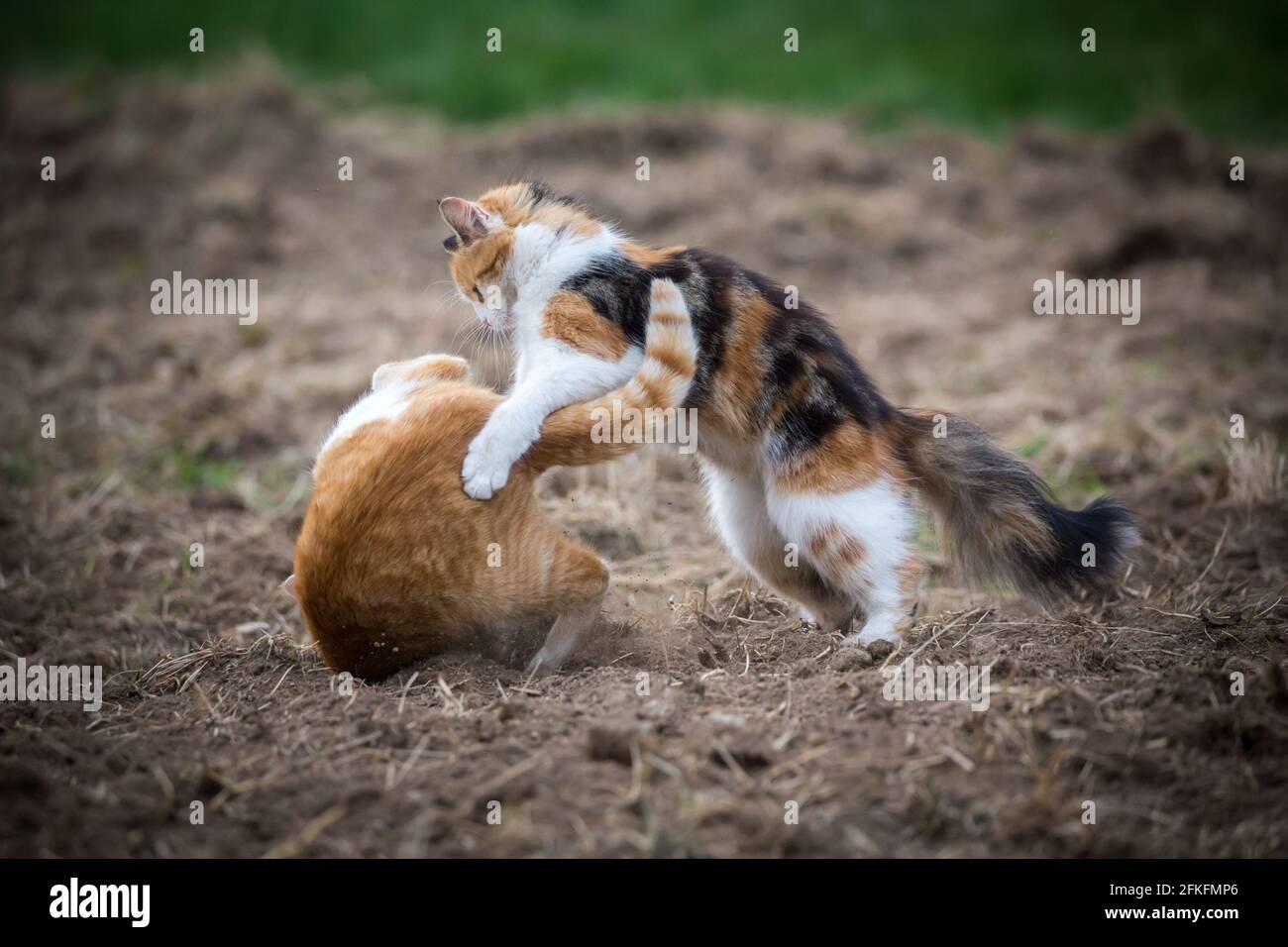 Cats playing hi-res stock photography and images - Alamy