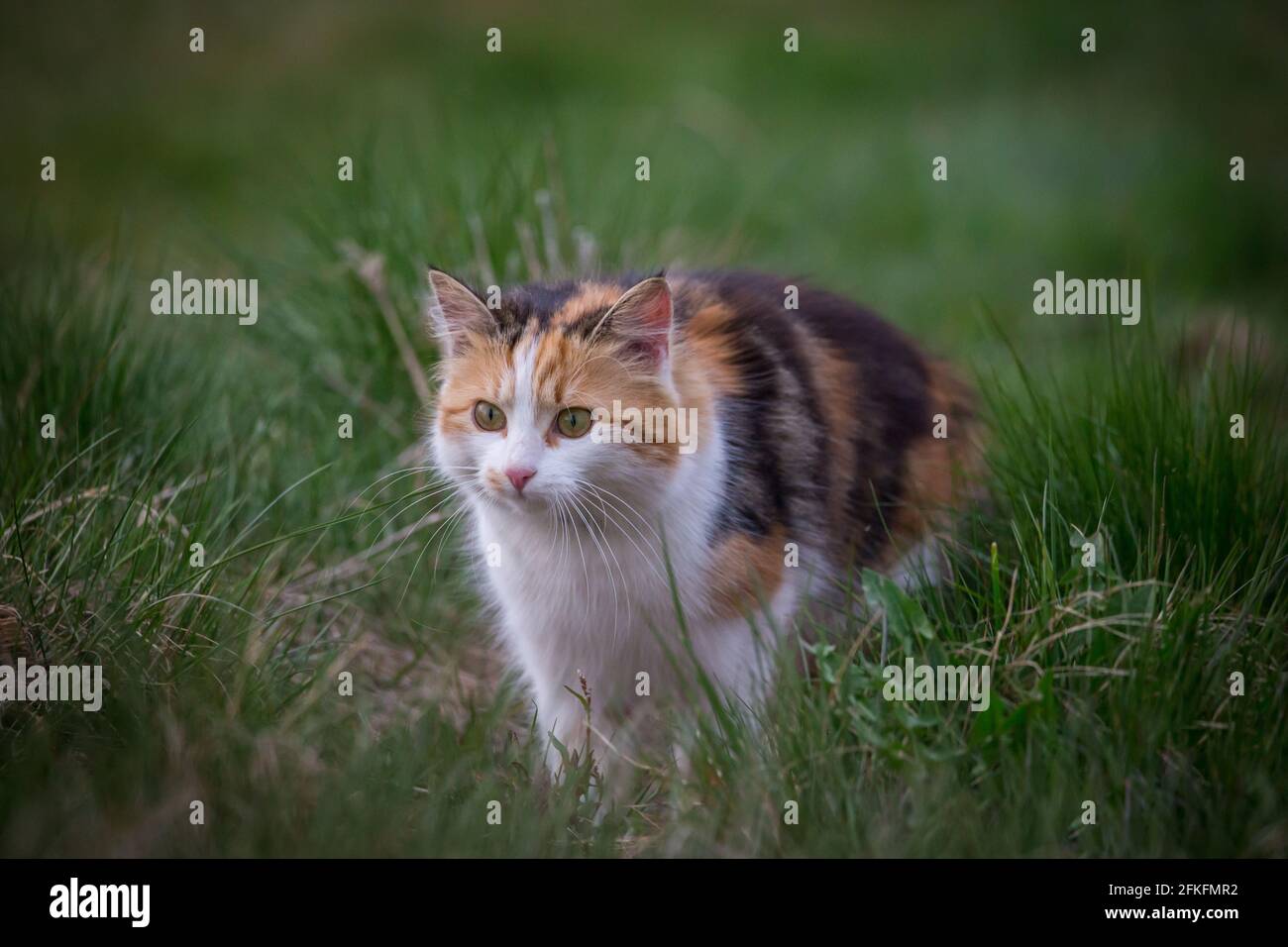 Tortoiseshell female cat hunting mice Stock Photo - Alamy