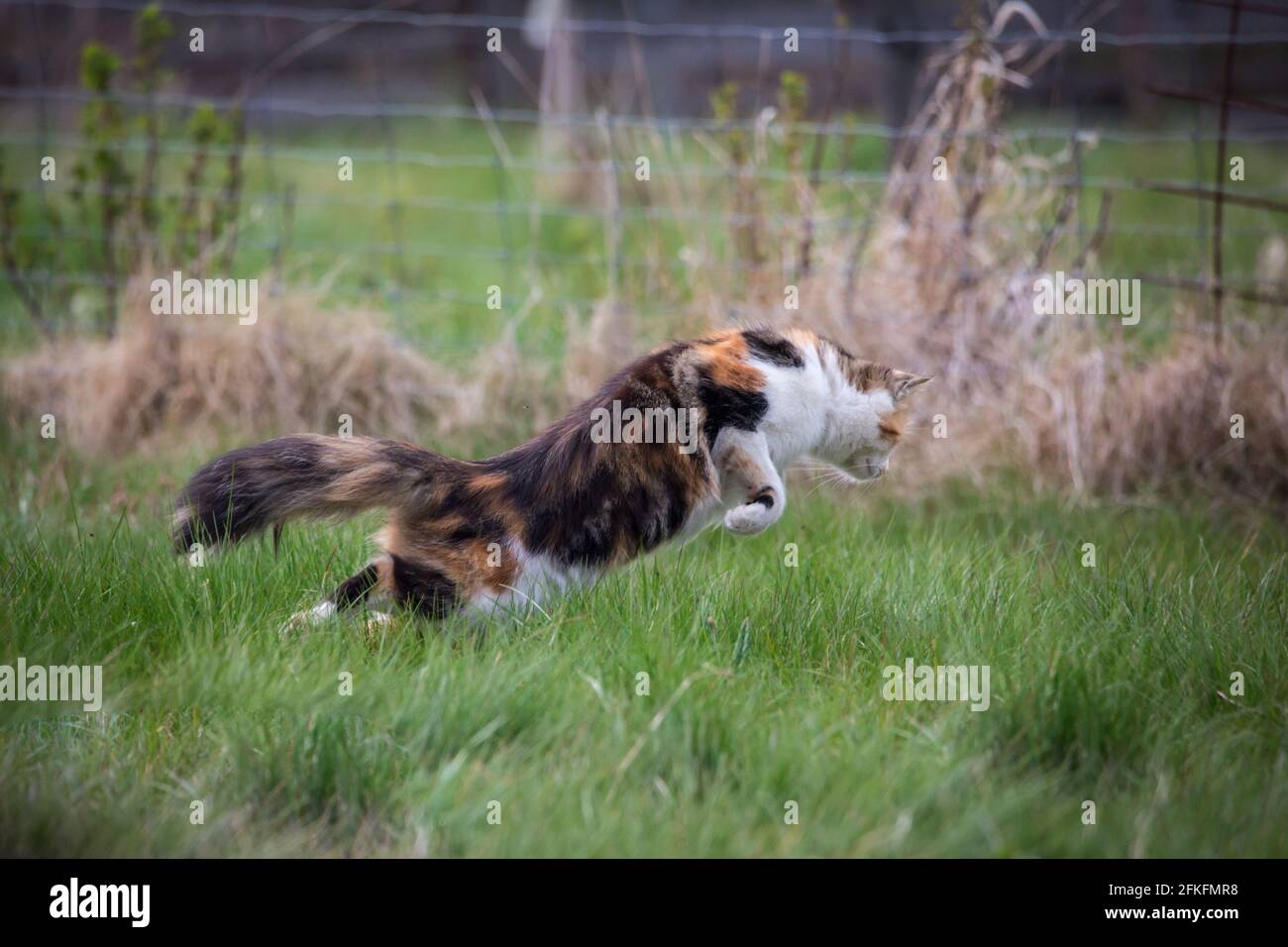 Cat hunting garden hi-res stock photography and images - Alamy