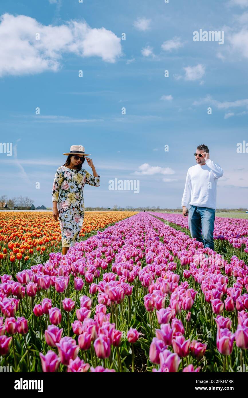 Tulip field in The Netherlands, colorful tulip fields in Flevoland ...