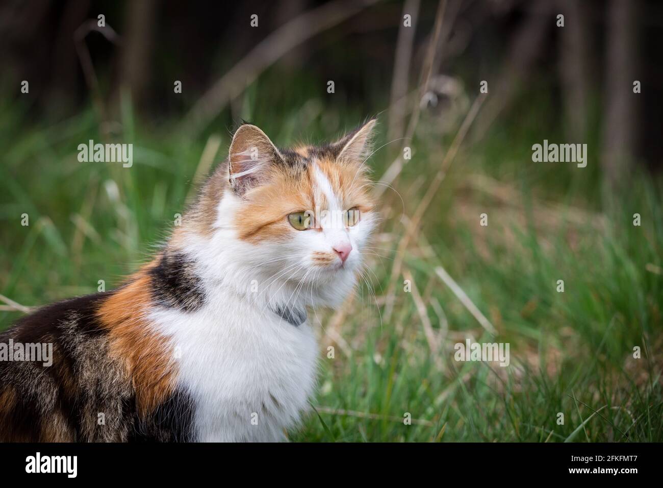 Tortoiseshell female cat Stock Photo - Alamy