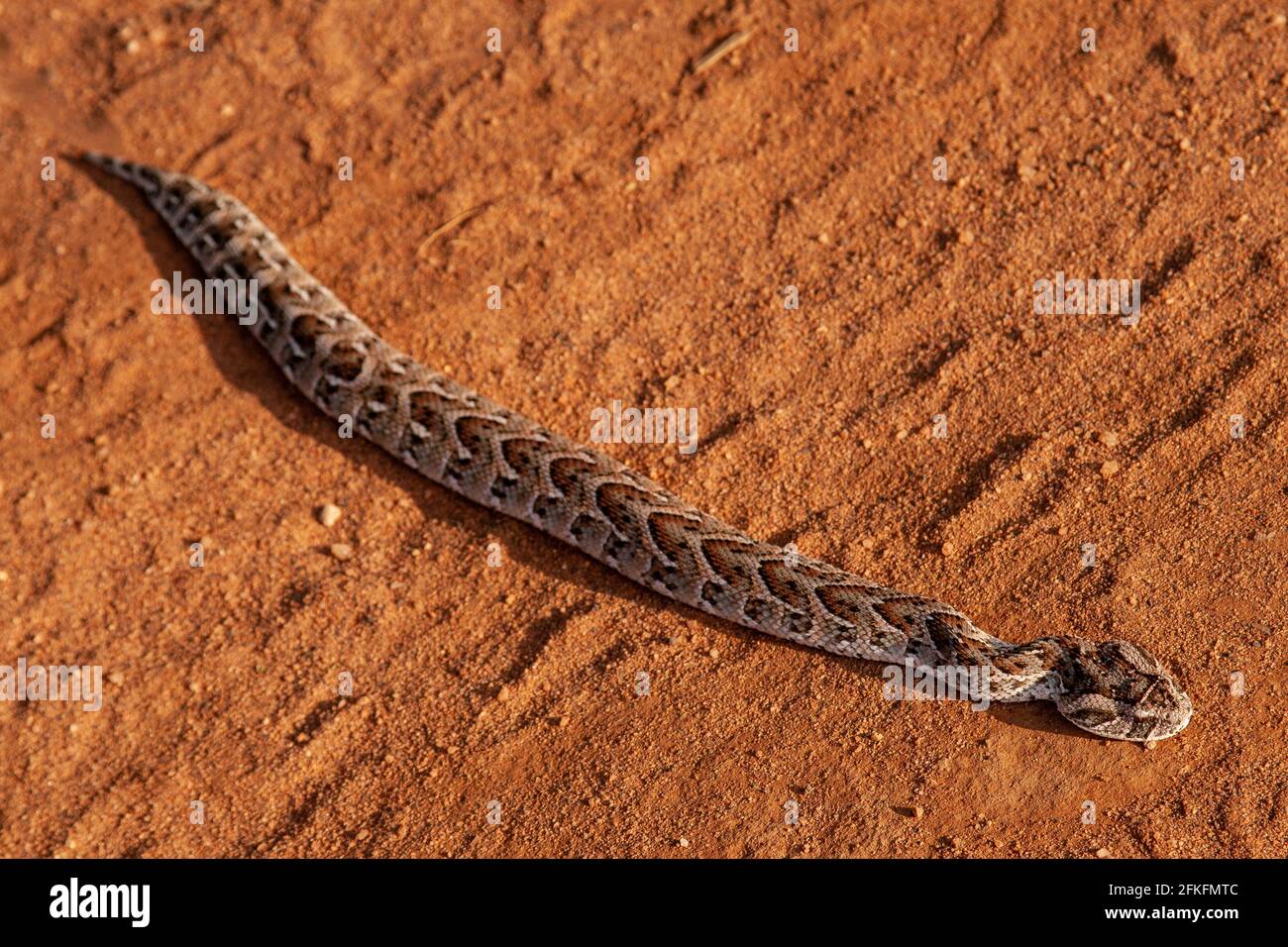 Tanzania Snakes