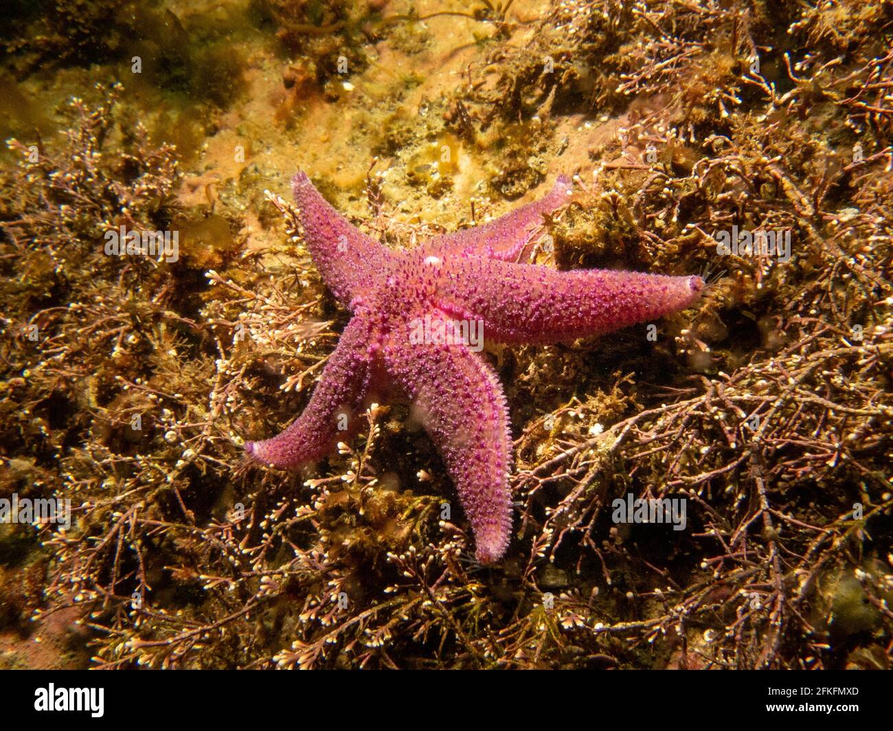 Pink Starfish