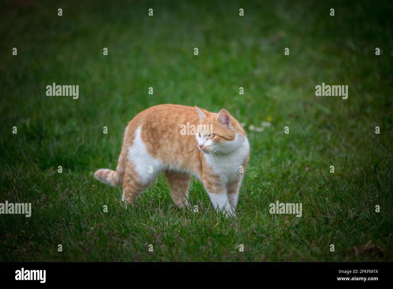 Tabby cat observing hi-res stock photography and images - Alamy