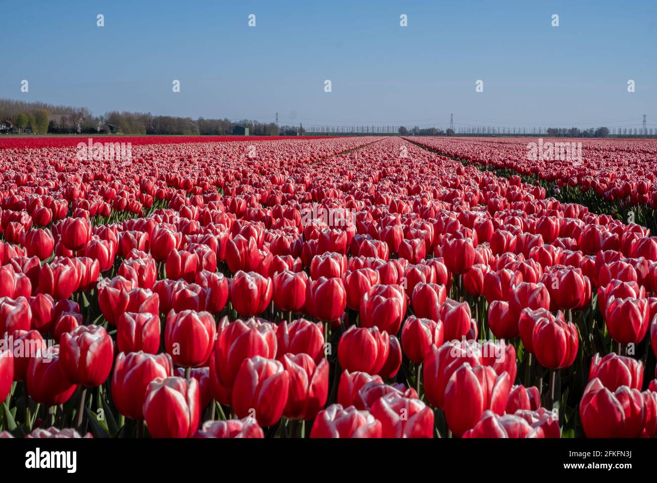 Tulip field in The Netherlands, colorful tulip fields in Flevoland ...