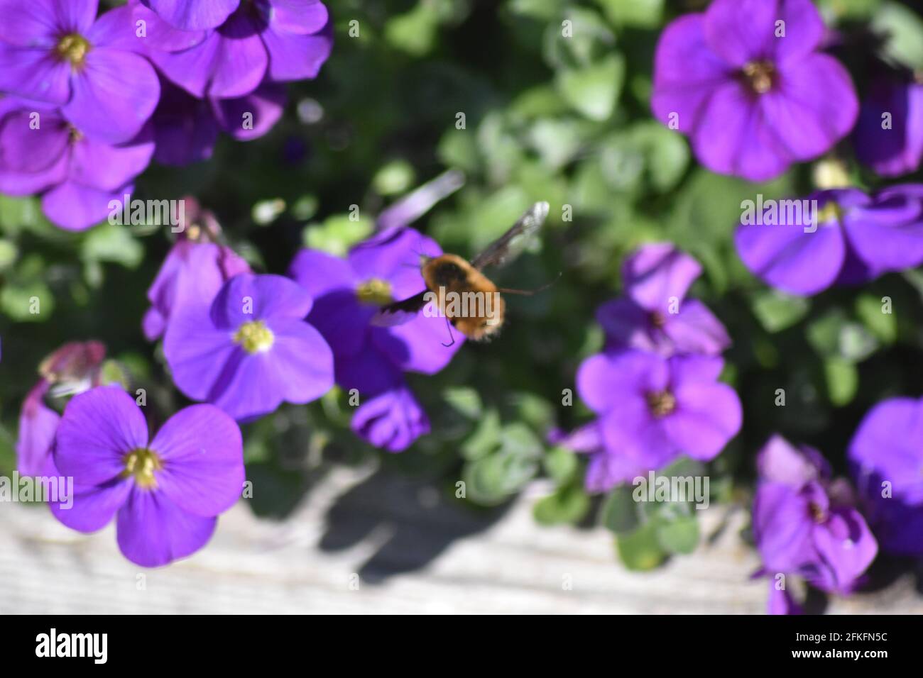 Cute bumblebee pollinating beautiful purple flowers Stock Photo - Alamy