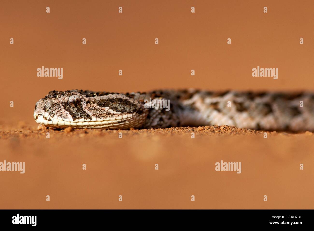 Puff Adder in the Serengeti National Park, Tanzania Stock Photo - Alamy
