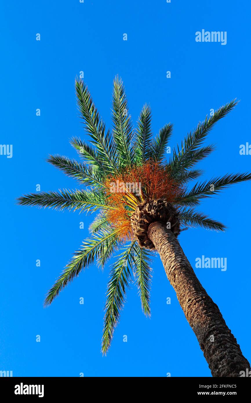 A splendid elegant isolated palm tree seen from below with a luminous ...