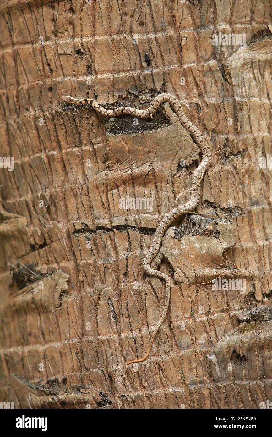 Eastern Bark Snake in Tanzania Stock Photo - Alamy