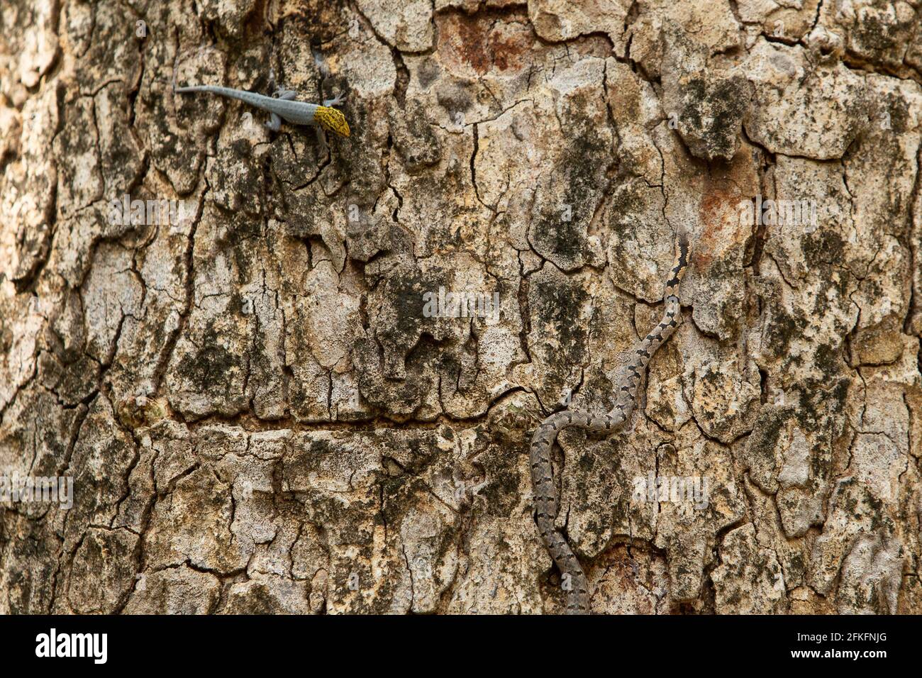 Dwarf Gecko being hunted by a Bark Snake in Pangani, Tanzania Stock ...