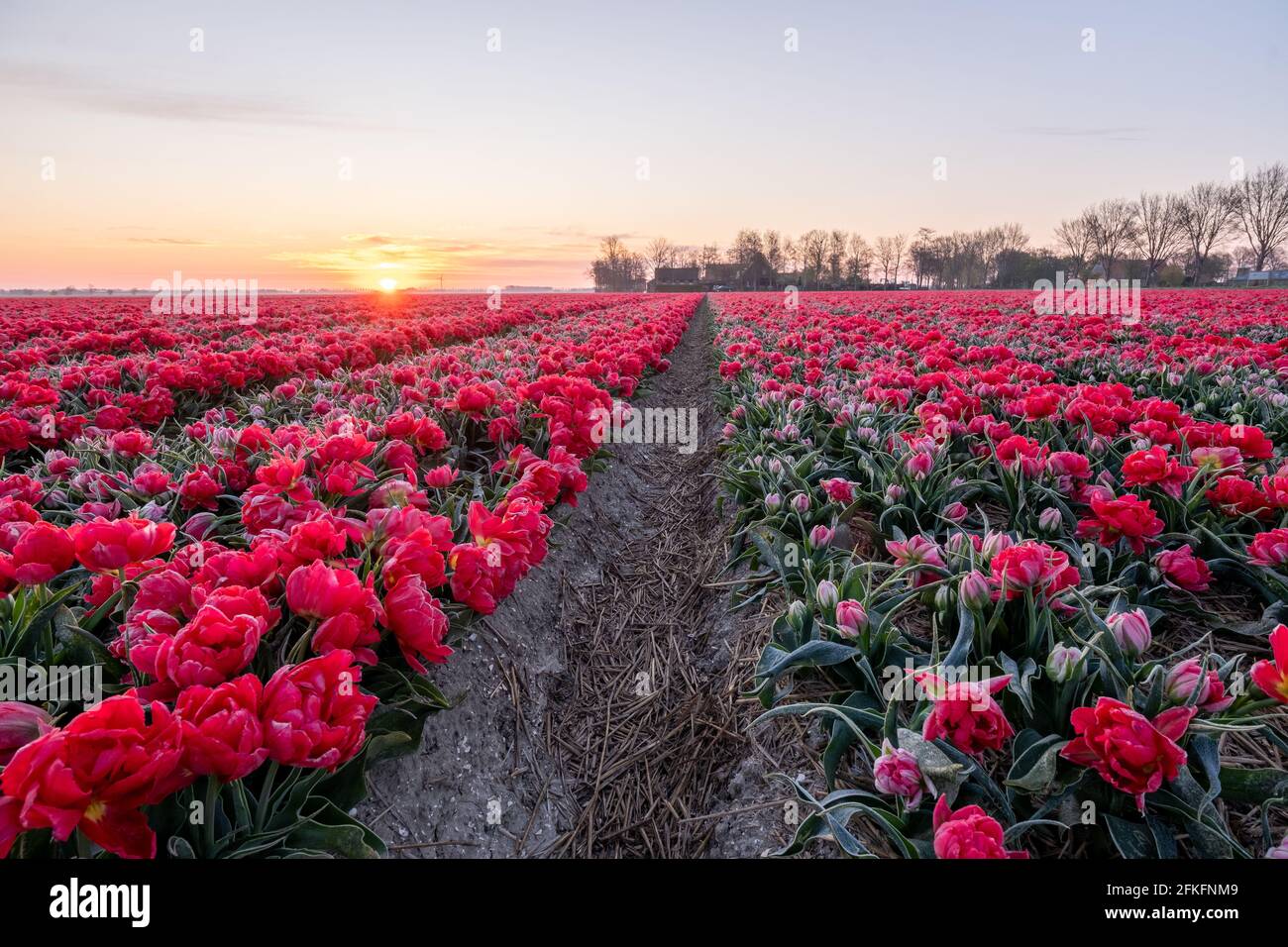 Tulip field in The Netherlands, colorful tulip fields in Flevoland ...