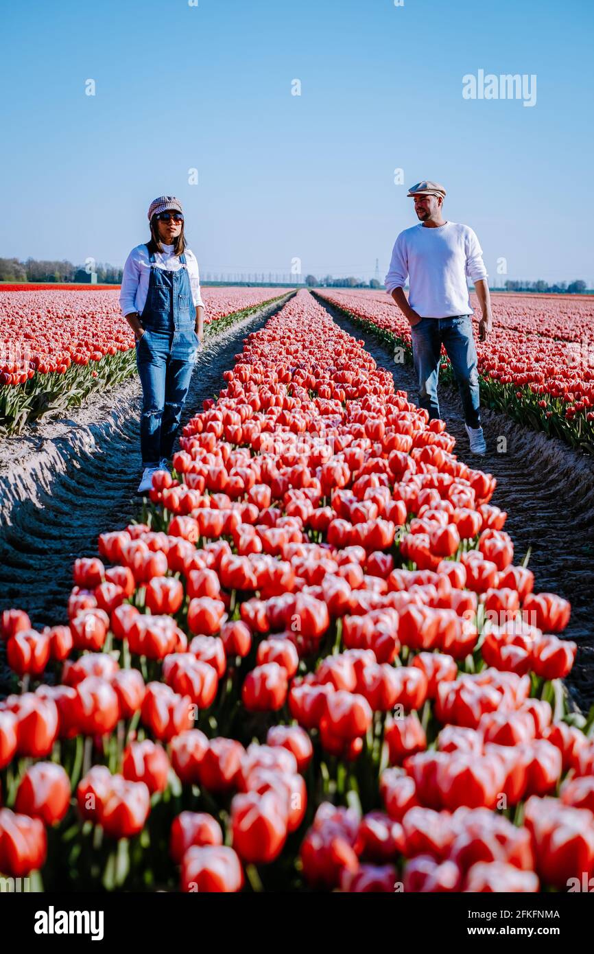 Tulip field in The Netherlands, colorful tulip fields in Flevoland ...