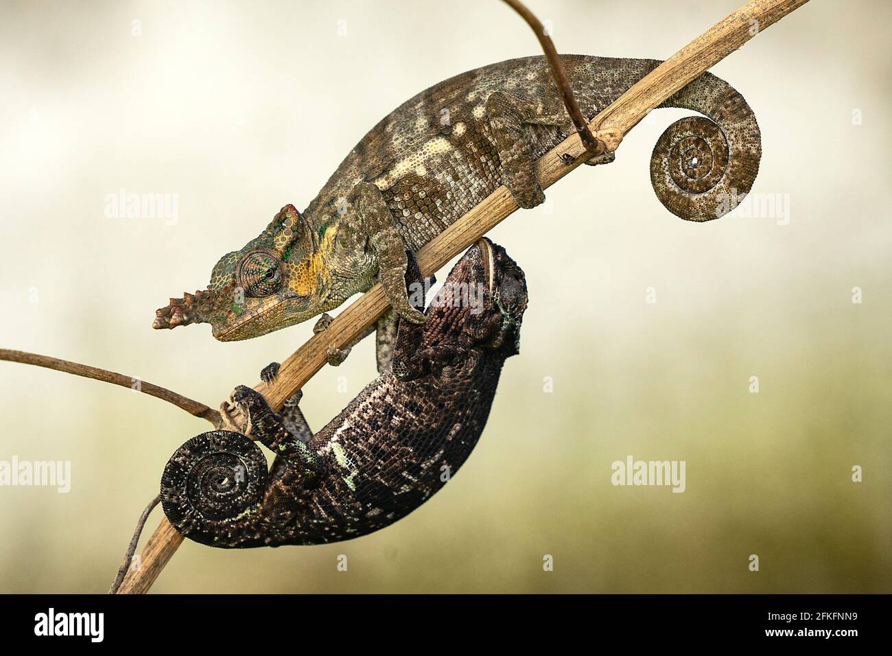 Male and female Kilimanjaro Two-horned Chameleons in Arusha, Tanzania ...