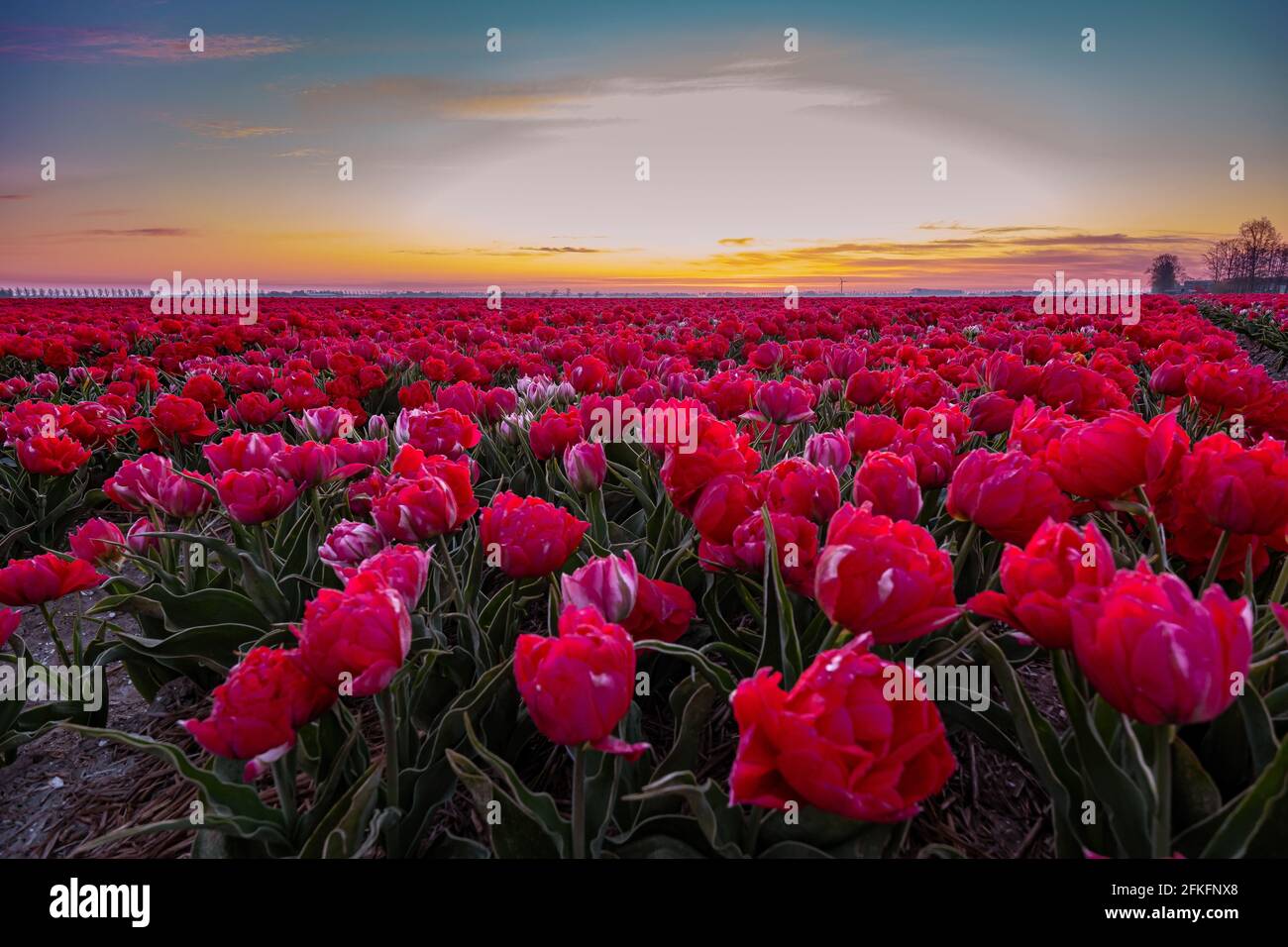 Tulip field in The Netherlands, colorful tulip fields in Flevoland ...