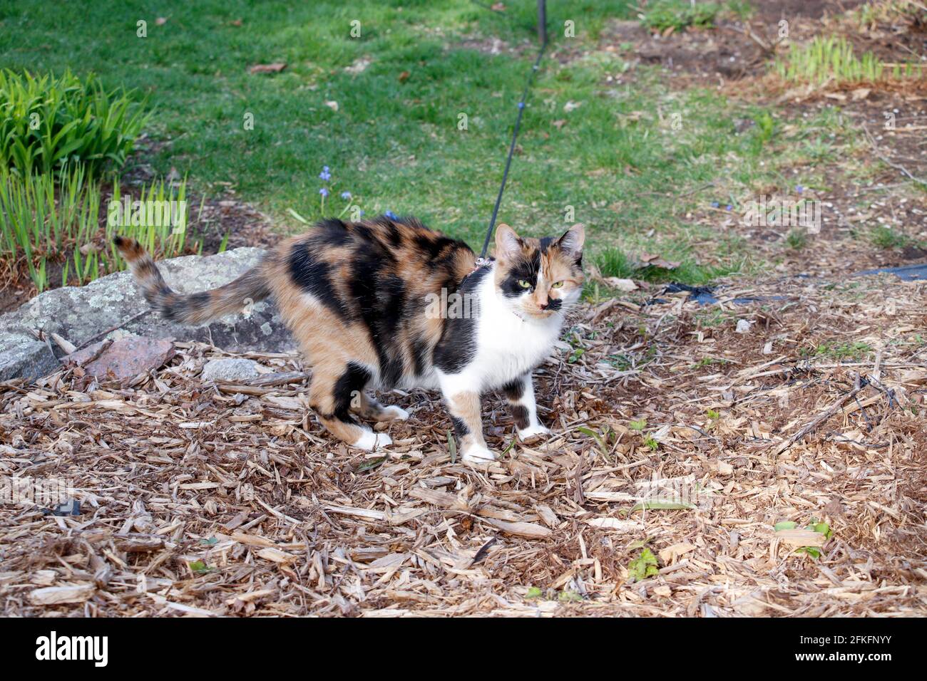 Calico kitten in a garden in spring - squinting at the camera Stock ...